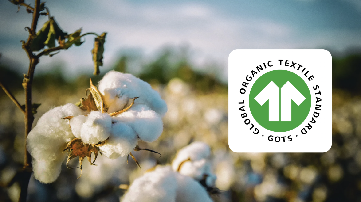 Certification GOTS : Tout savoir sur le label incontournable de la mode éthique et biologique ...